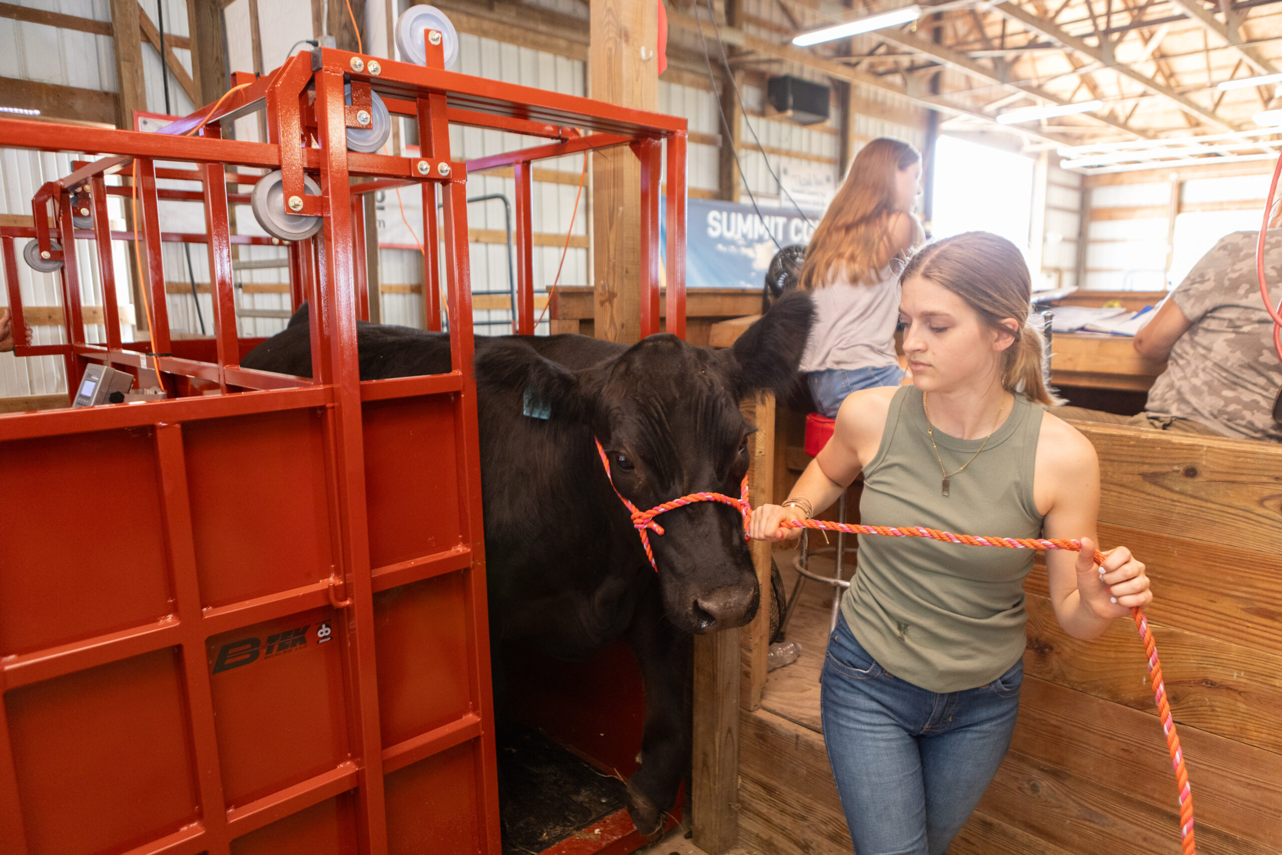 Top Considerations When Purchasing an Animal Livestock Scale ...